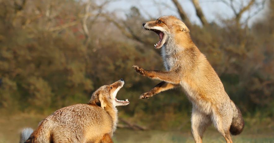Dr. Anna Kukekova | Genetics at Texas A&M University