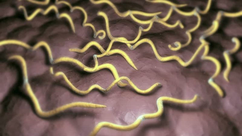 Borrelia burgdorferi, | Genetics at Texas A&M University
