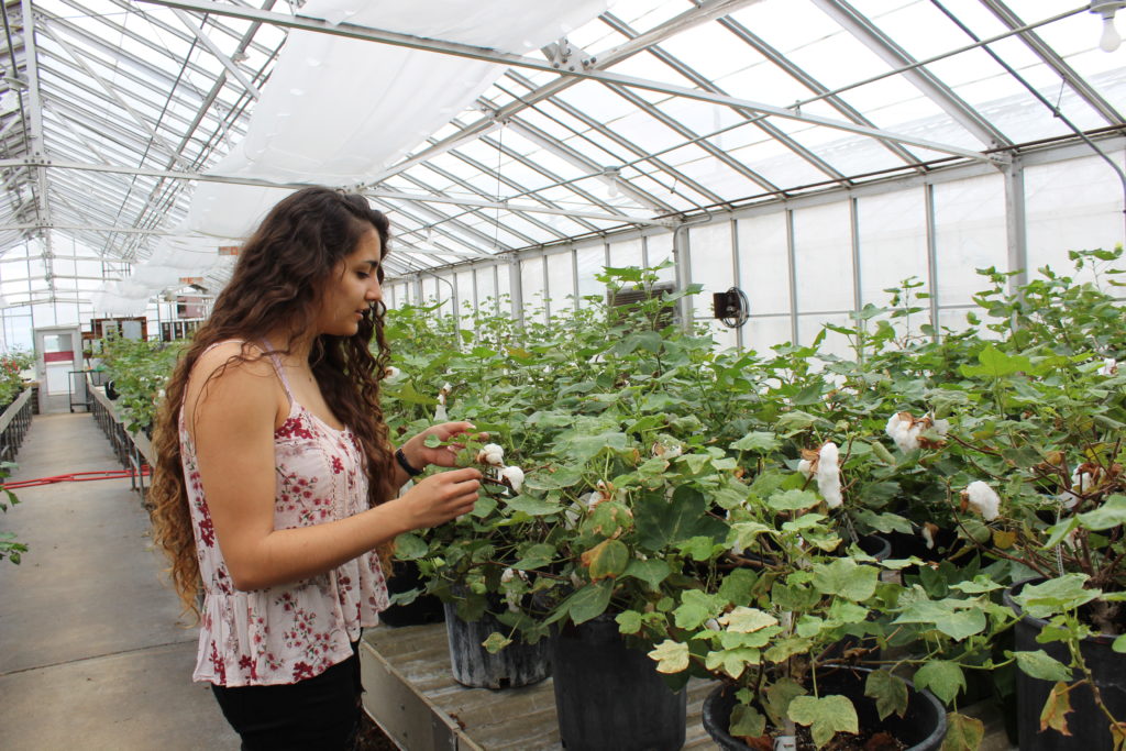 Ph.D. in Genetics at Texas A&M University